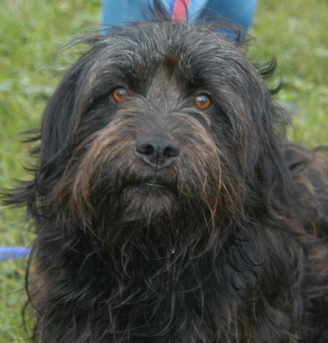 Shih Tzu Rescue Lhasa Apso Rescue Texas